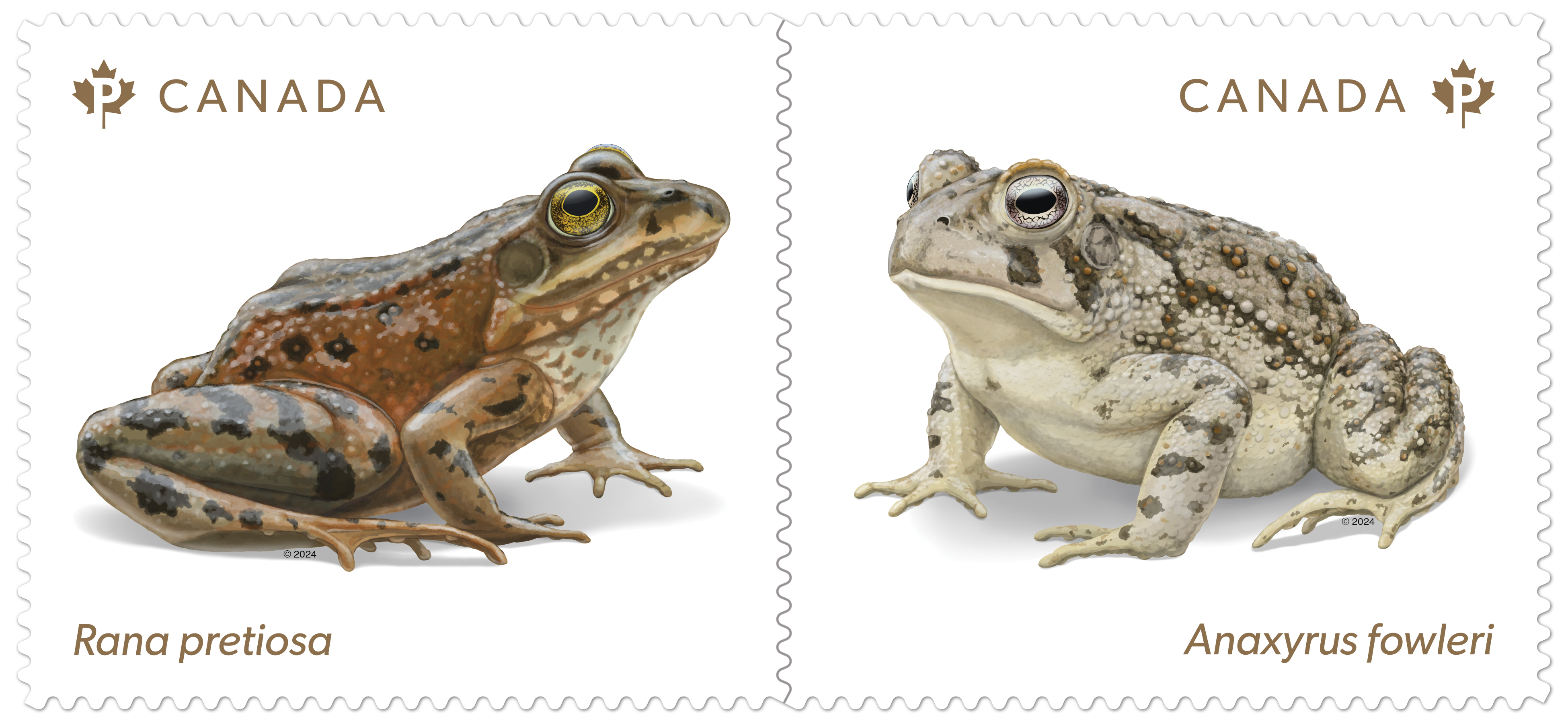 new canada post stamps raise awareness of endangered frogs | Canada Post